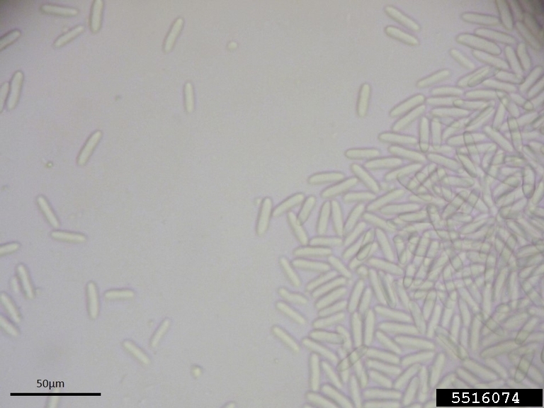 Ascochyta fungi (Genus Ascochyta)