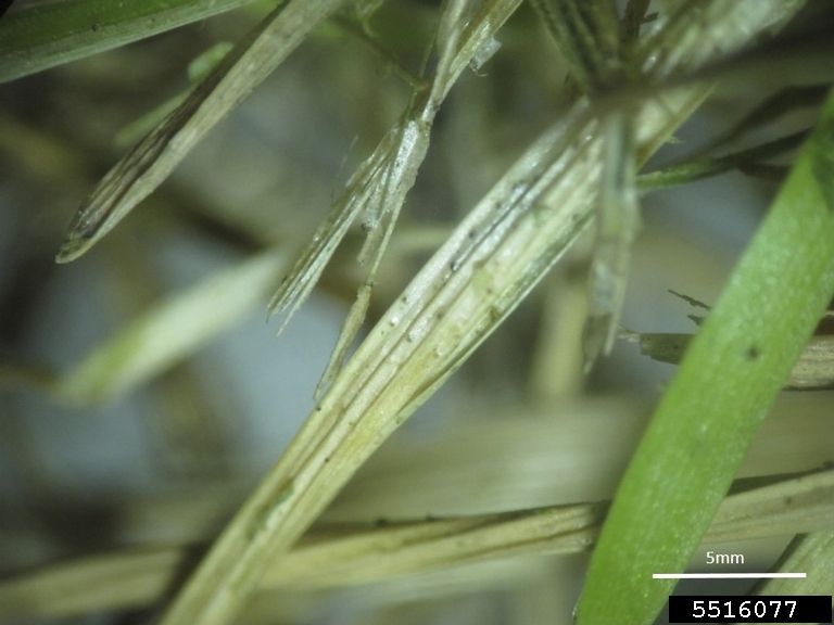 Ascochyta fungi (Genus Ascochyta Lib.)