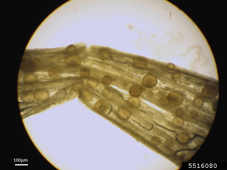 Ascochyta fungi (Genus Ascochyta)