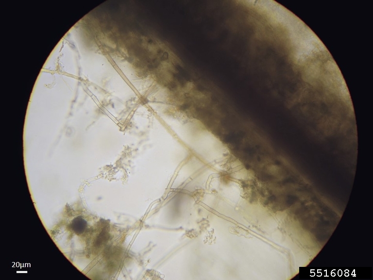 Rhizoctonia damping-off, blight and rot (Rhizoctonia solani J.G. Kühn)