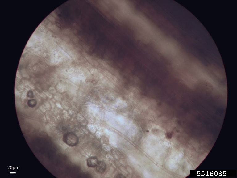 Rhizoctonia damping-off, blight and rot (Rhizoctonia solani J.G. Kühn)