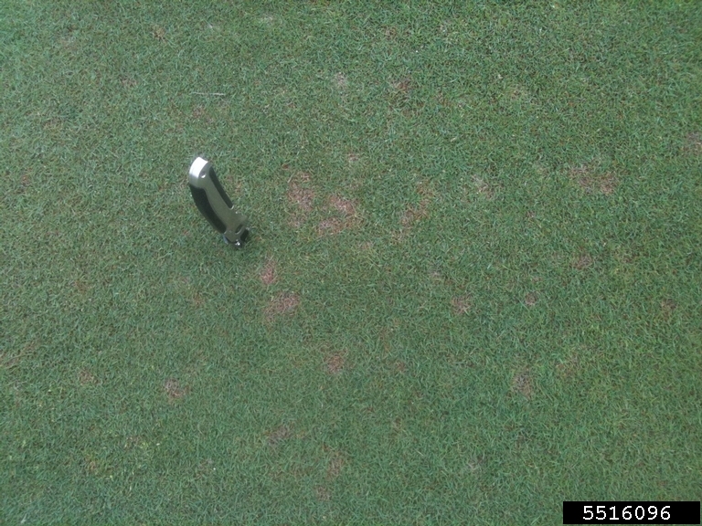 Leaf spot of sorghum (Gloeocercospora sorghi)
