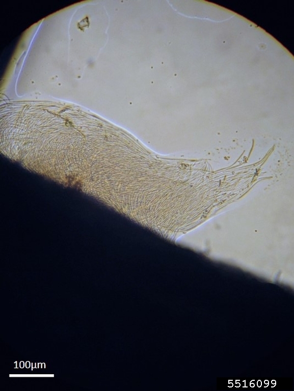 Leaf spot of sorghum (Gloeocercospora sorghi)