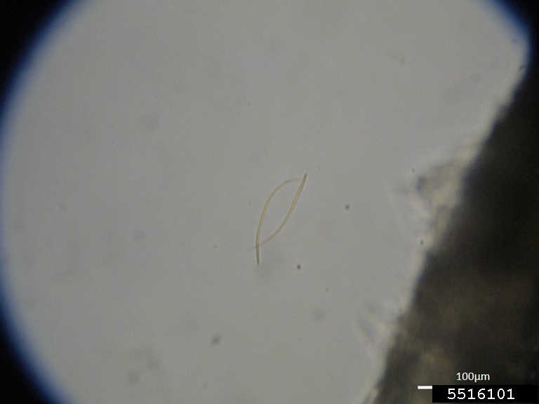 Leaf spot of sorghum (Gloeocercospora sorghi)