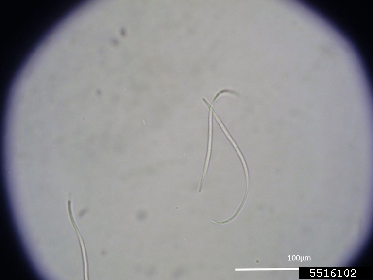 Leaf spot of sorghum (Gloeocercospora sorghi)