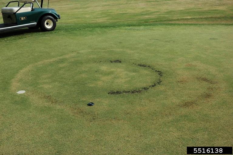 puffball (Bovista dermoxantha)