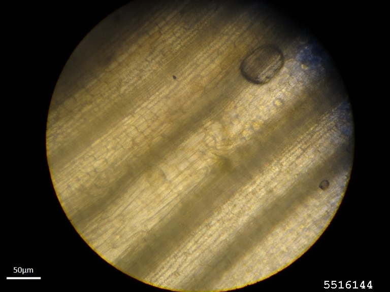Pythium root and stem rot (Pythium aphanidermatum (Edson) Fitzp.)
