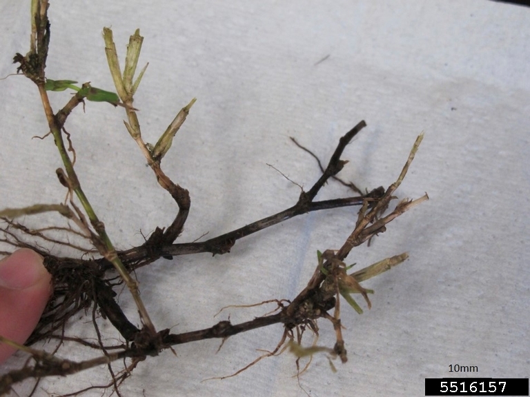 Ophiosphaerella fungus (Ophiosphaerella herpotricha ) on bermudagrass ...