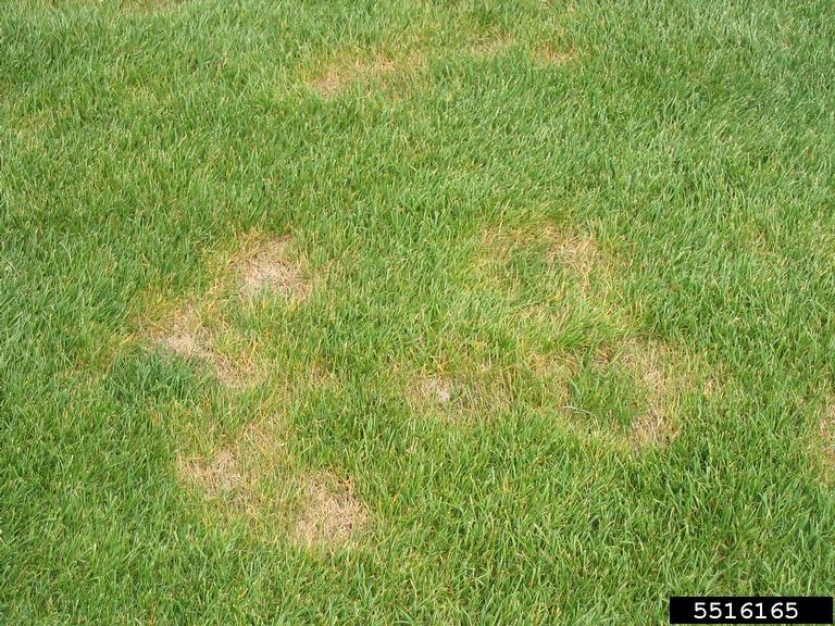 summer patch (Magnaporthe poae Landsch. & N. Jacks.)