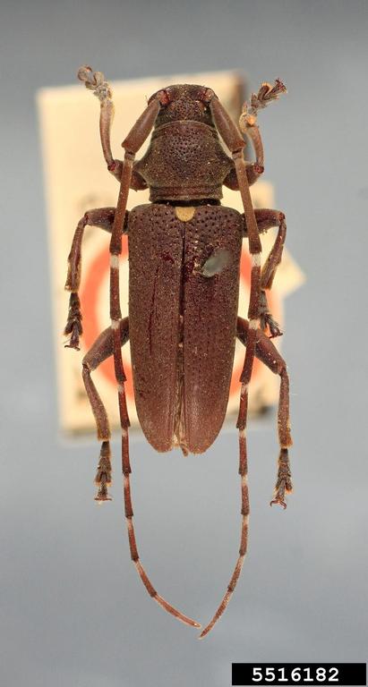 longhorned beetle (Acalolepta dispar (Pascoe, 1866))