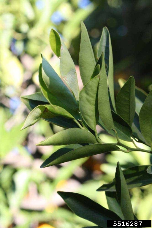 Homosassa (Citrus x aurantium cv. Homosassa)