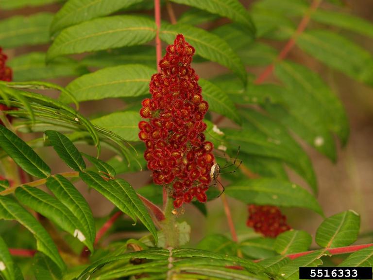smooth sumac (Rhus glabra L.)