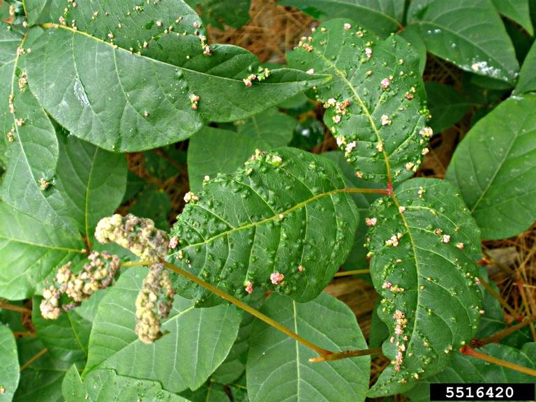 poison ivy leaf gall mite (Aculops rhois)