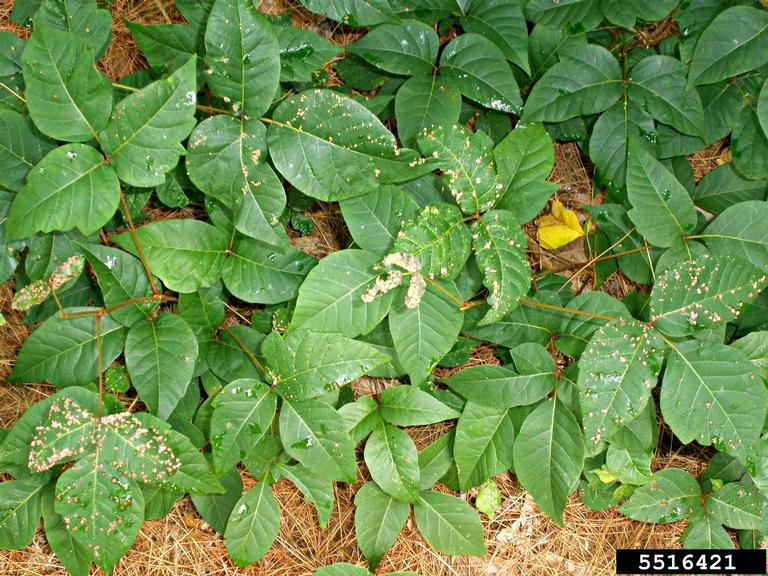 poison ivy leaf gall mite (Aculops rhois Stebbins, 1909)