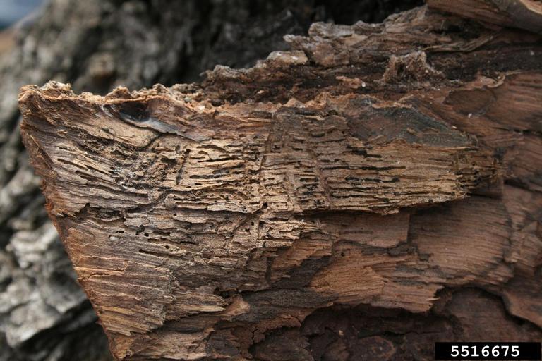 walnut twig beetle (Pityophthorus juglandis)