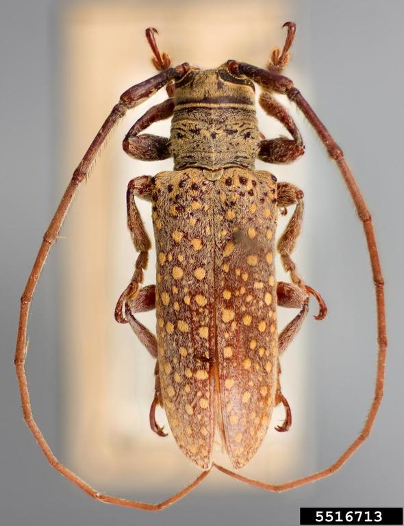 twig girdler (Oncideres impluviata (Germar, 1824))