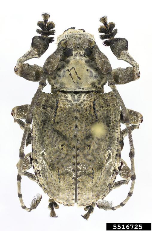 longhorned beetle (Onychocerus crassus (Voet, 1778))