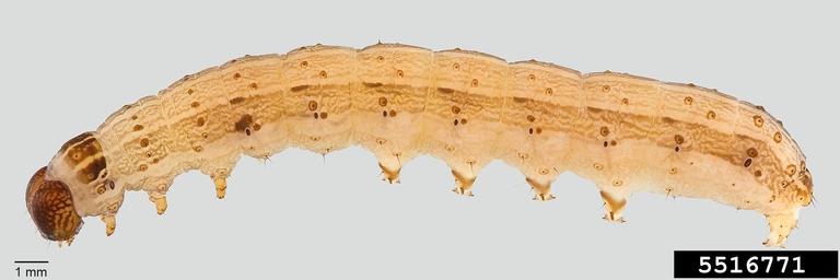 fall armyworm (Spodoptera frugiperda (J.E. Smith))