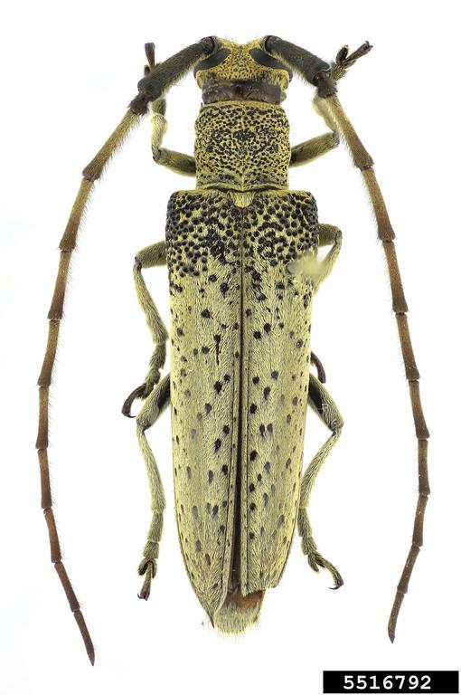 longhorned beetle (Phaula thomsonii Lacordaire, 1872)