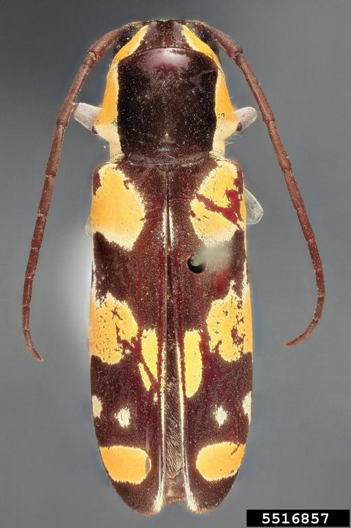 longhorned beetle (Tragocephala nobilis (Fabricius, 1787))