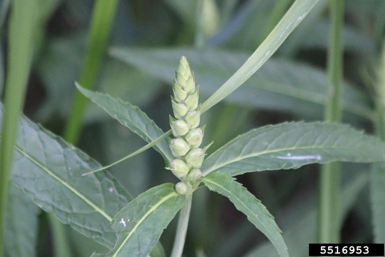 white turtlehead (Chelone glabra)