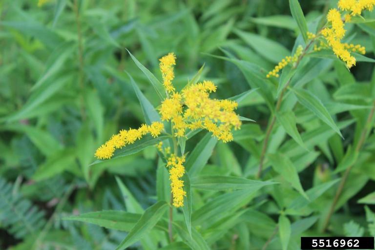 Canada goldenrod (Solidago canadensis L.)