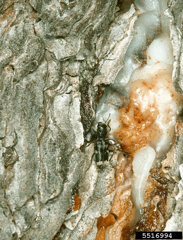 blackbellied clerid (Enoclerus lecontei (Wolcott, 1910))