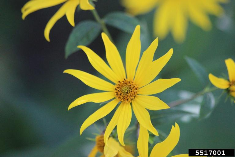 sunflower (Genus Helianthus L.)