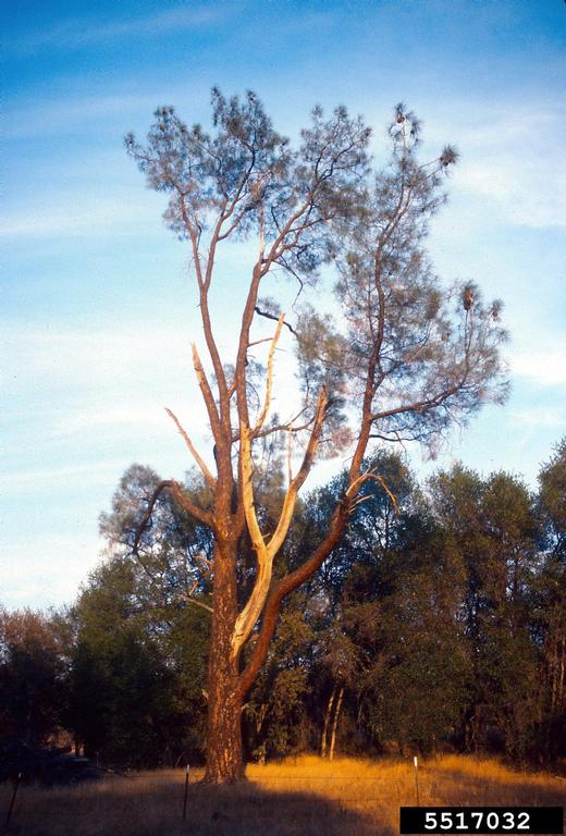 California foothill pine (Pinus sabiniana Dougl. ex Dougl.)