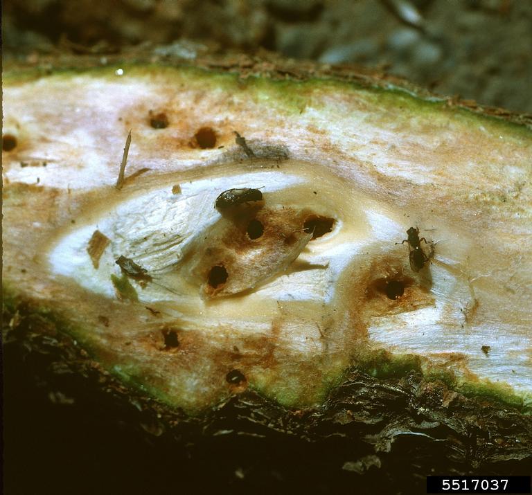 Eurytomid wasps (Genus Eurytoma)