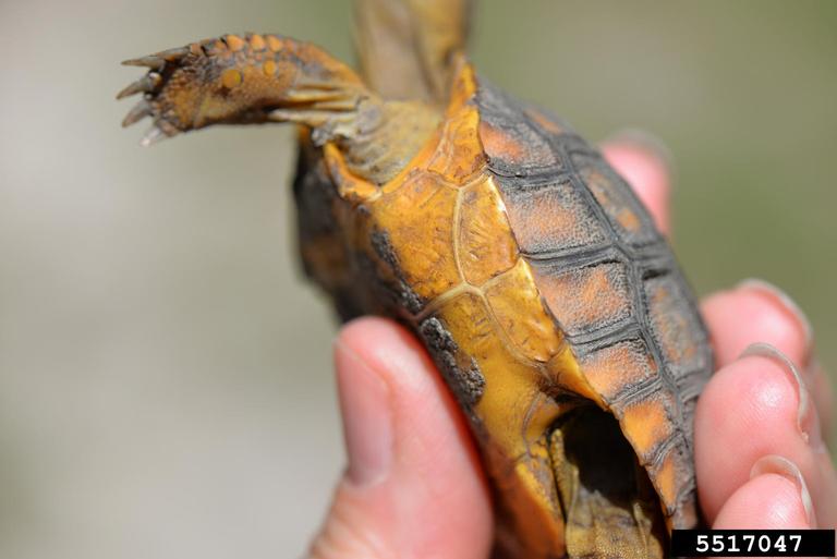 gopher tortoise (Gopherus polyphemus)