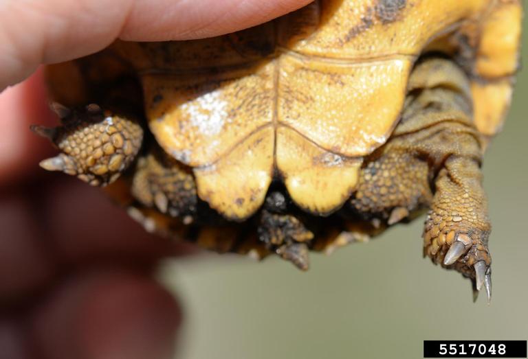 gopher tortoise (Gopherus polyphemus)