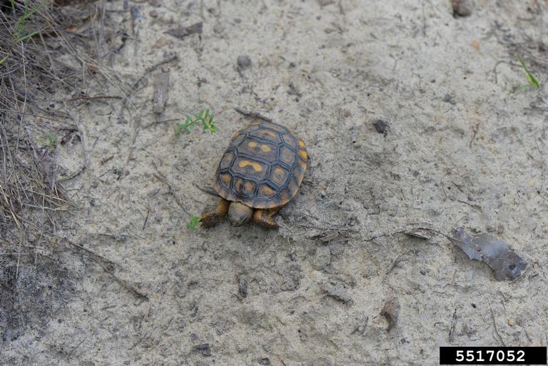gopher tortoise (Gopherus polyphemus (Daudin))