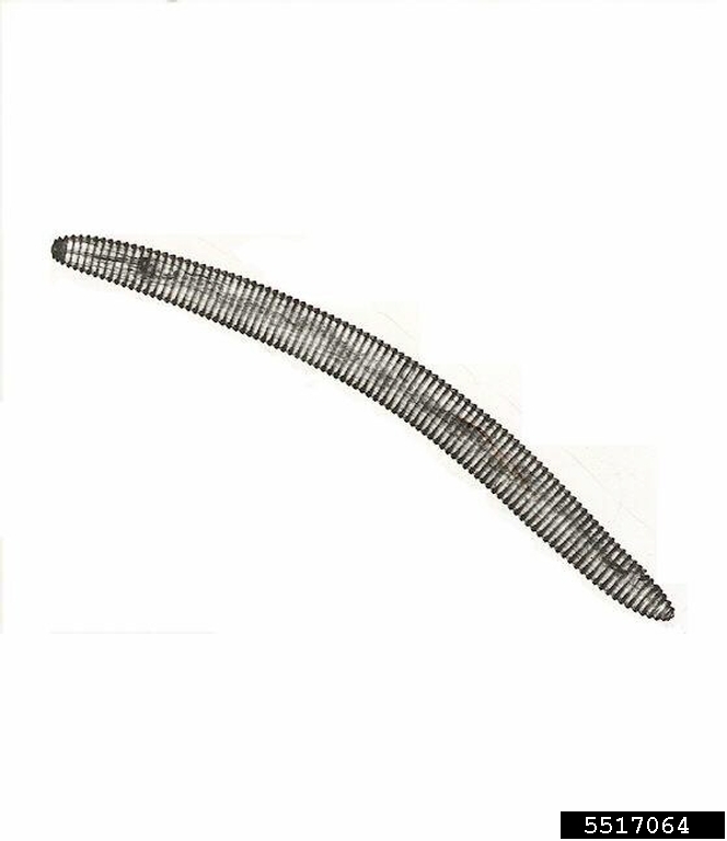 ring nematode (Mesocriconema xenoplax)