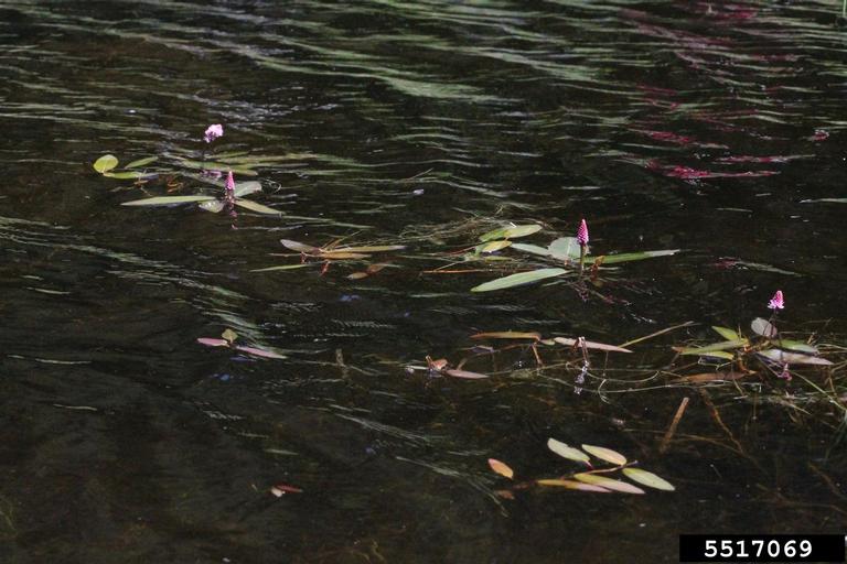 water knotweed (Polygonum amphibium L.)