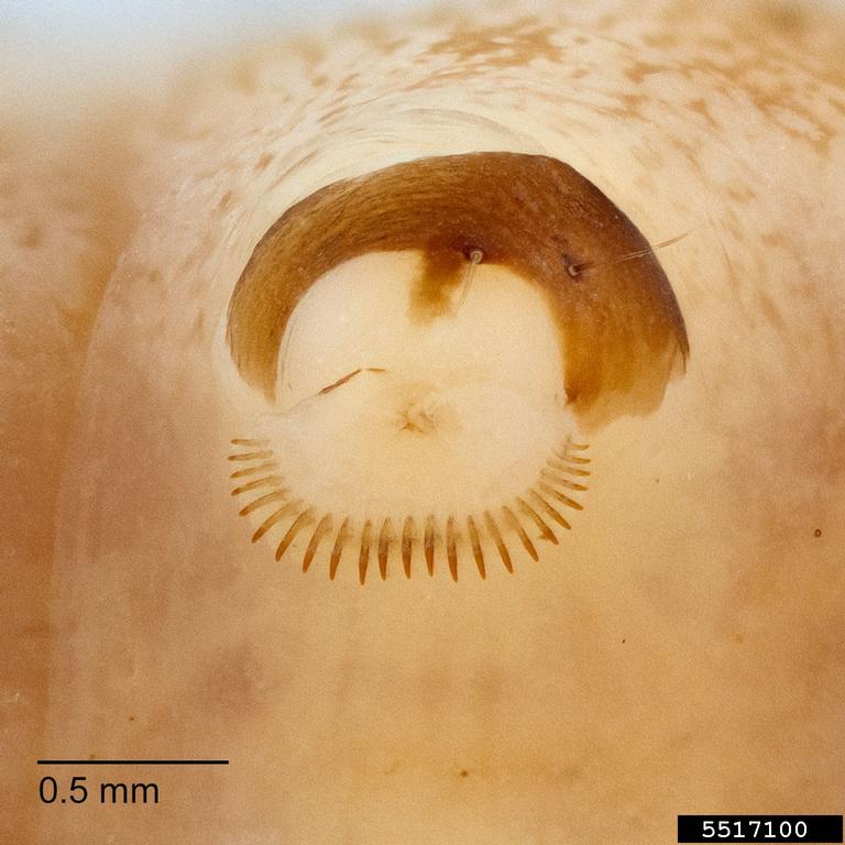 Egyptian cottonworm (Spodoptera littoralis (Boisduval))