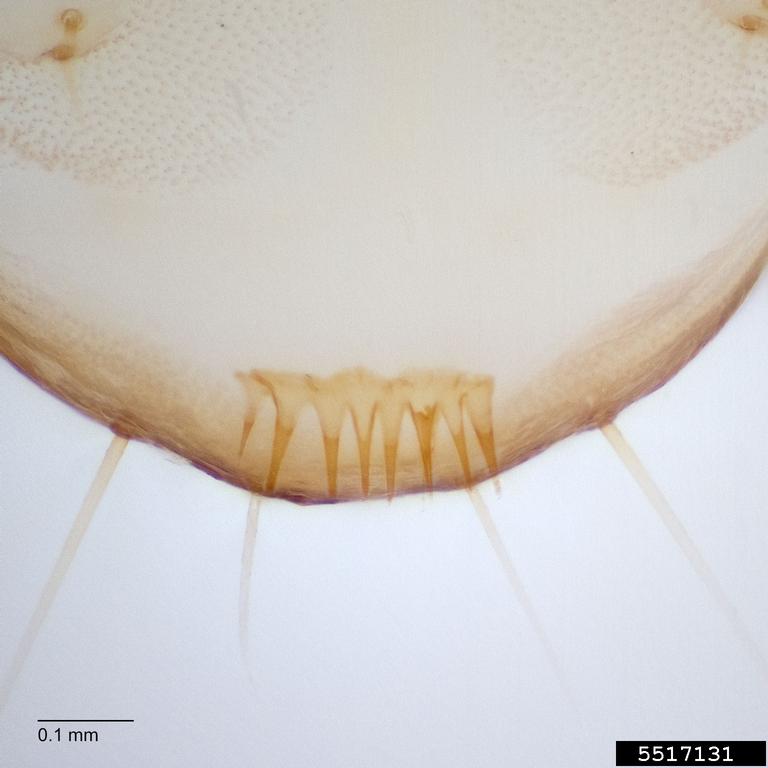 false codling moth (Thaumatotibia leucotreta)