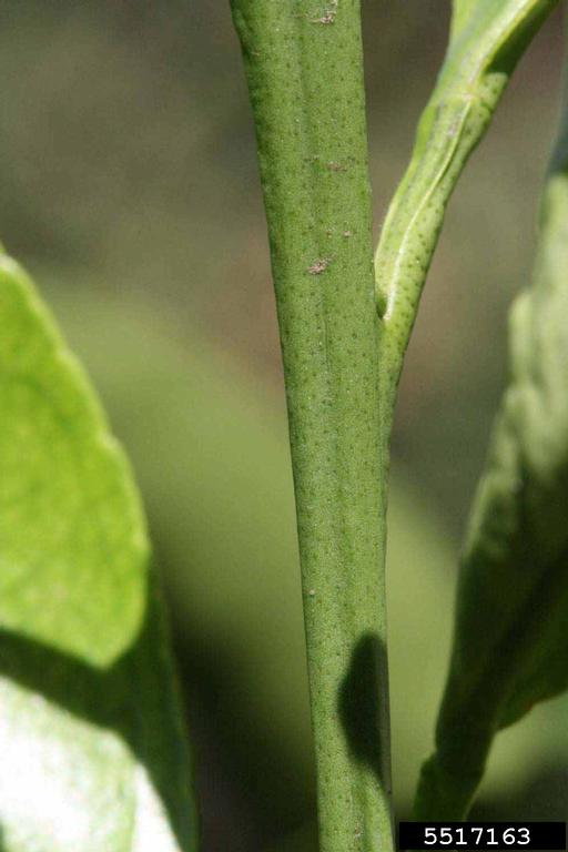 Hyuganatsu (Citrus tamurana cv. Hyuganatsu)