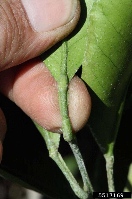 Hyuganatsu (Citrus tamurana cv. Hyuganatsu)
