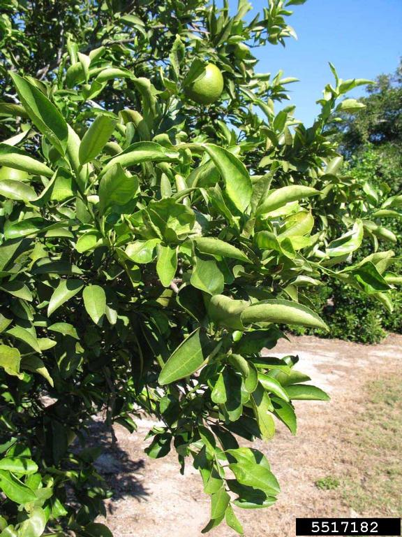Hyuganatsu (Citrus tamurana cv. Hyuganatsu)