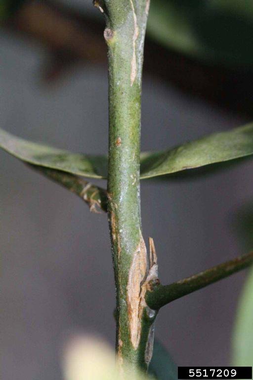 Ichang (Citrus ichangensis cv. Ichang)