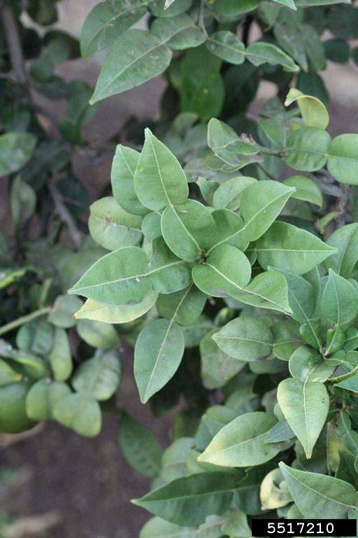 Citrus cavaleriei cv. Ichang