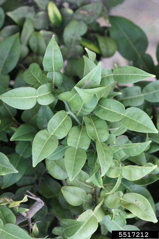 Citrus cavaleriei cv. Ichang