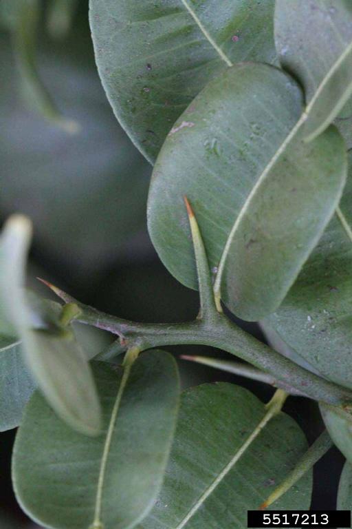 Ichang (Citrus ichangensis cv. Ichang)