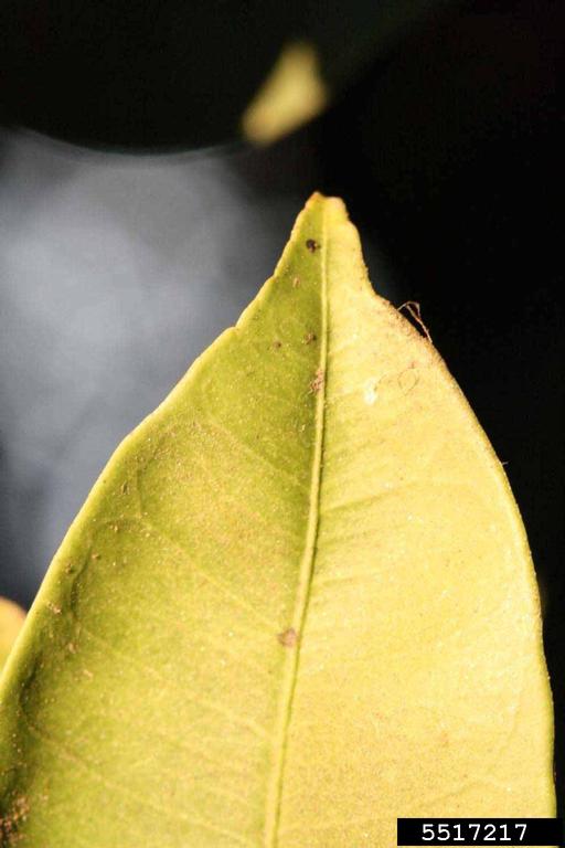 Citrus cavaleriei cv. Ichang