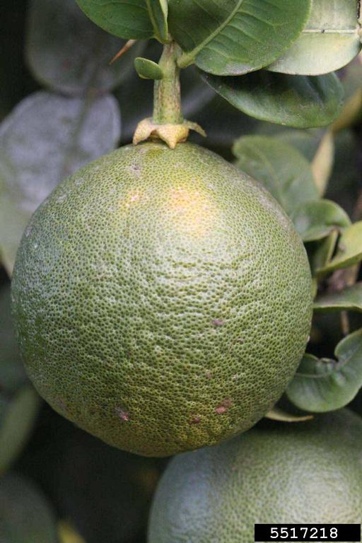 Citrus cavaleriei cv. Ichang