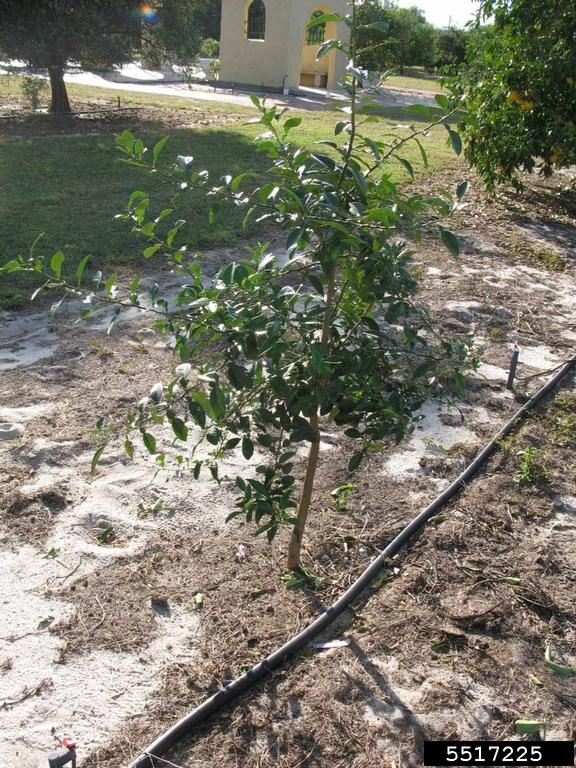 Ichang (Citrus ichangensis cv. Ichang)