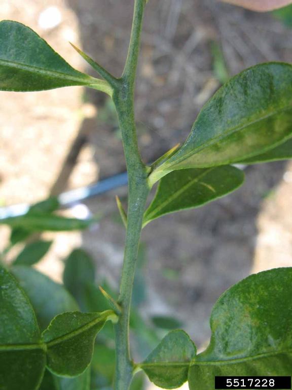 Citrus ichangensis cv. Ichang Swingle (Synonym for Citrus cavaleriei cv ...