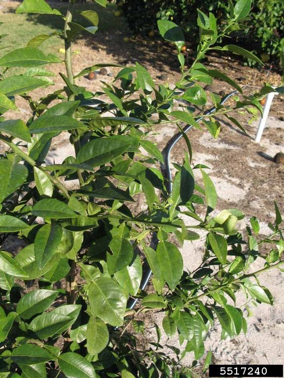 Ichang (Citrus ichangensis cv. Ichang)