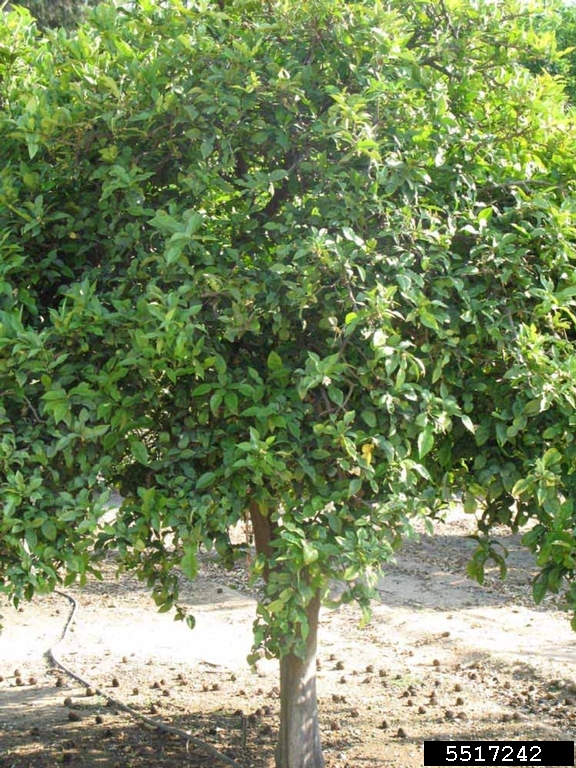 Ichang (Citrus ichangensis cv. Ichang)